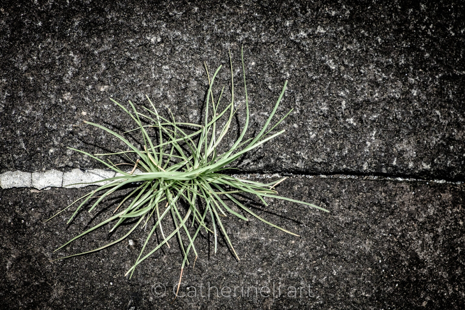 SERIES-HULLS - Catherine Li